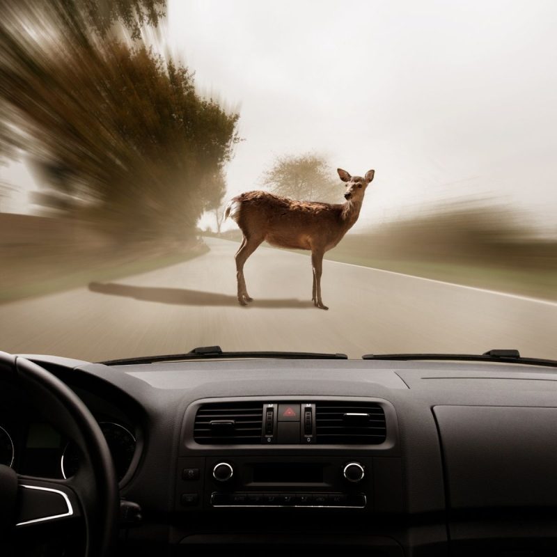 Deer Driving Safety: Avoid The Urge To Swerve - West Chicago Voice ...